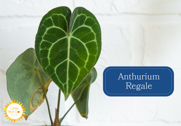 Anthurium: Varieties, How to Grow, and How to Take Care of Anthuriums ...