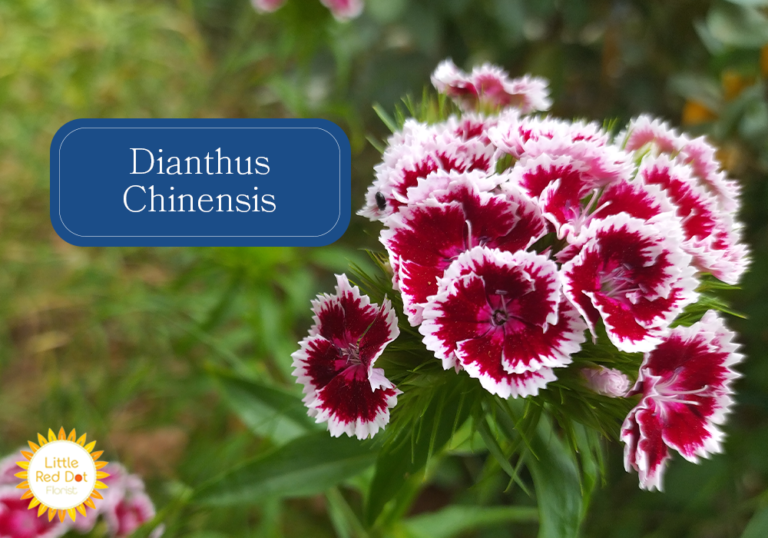 Carnation: Types, How to Grow and How to Take Care of Carnations ...