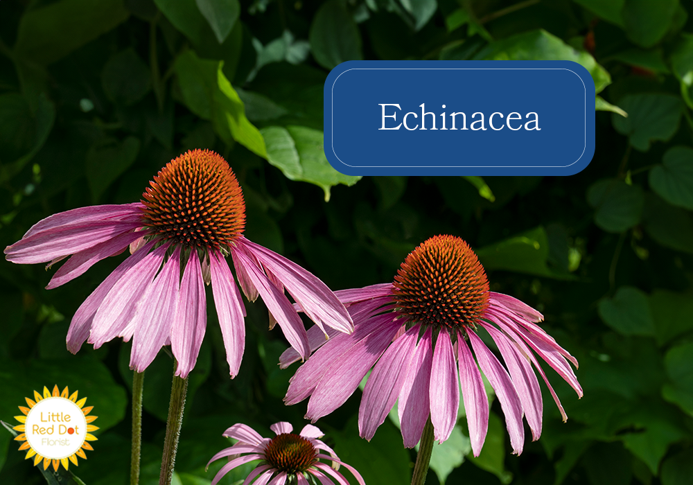 Daisy: Types, How to Grow and How to Take Care of Daisies - Little Red ...