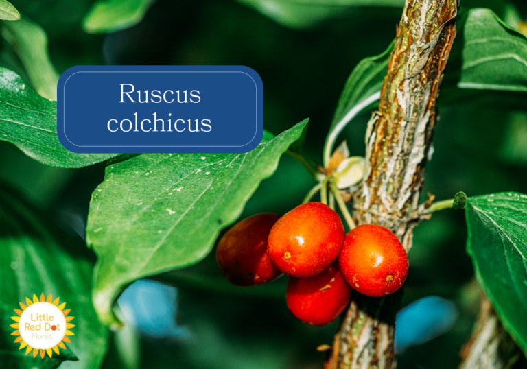 Ruscus: Types, How to Grow, and How to Take Care of Ruscuses - Little ...
