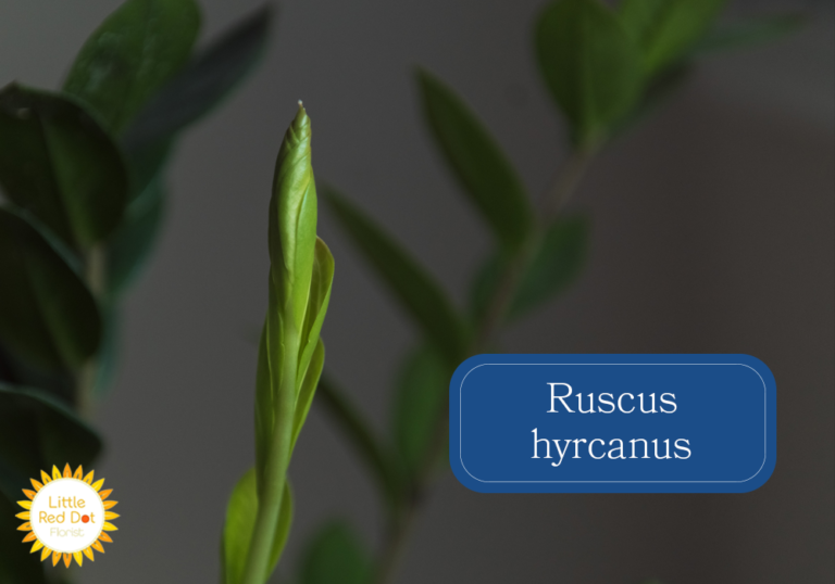 Ruscus: Types, How to Grow, and How to Take Care of Ruscuses - Little ...
