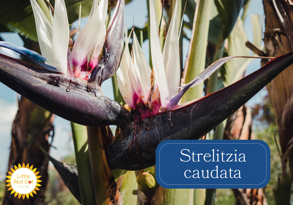 Birds of Paradise: Types and Bird of Paradise Plant Care - Little Red ...