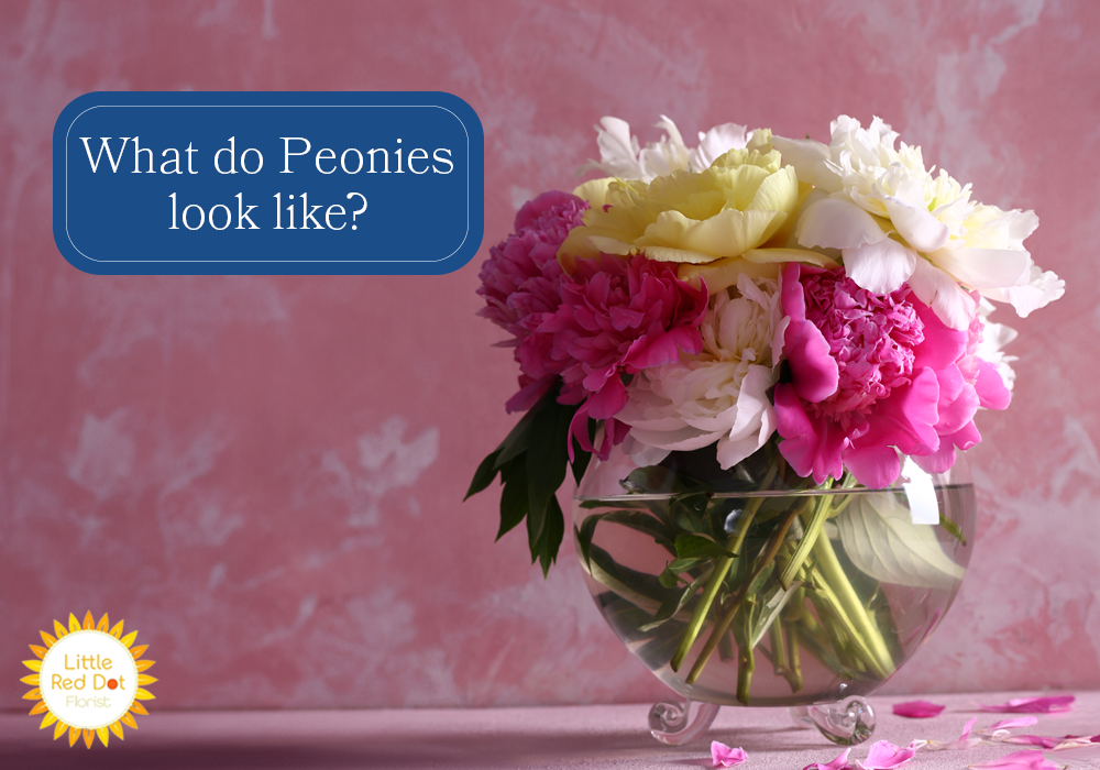 Peony: Types, How to Grow, and How to Take Care of Peonies - Little Red ...