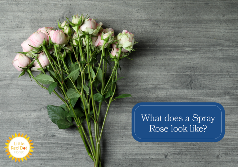 Spray Rose: Symbolism, How to Grow and How to Take Care of Spray Roses ...