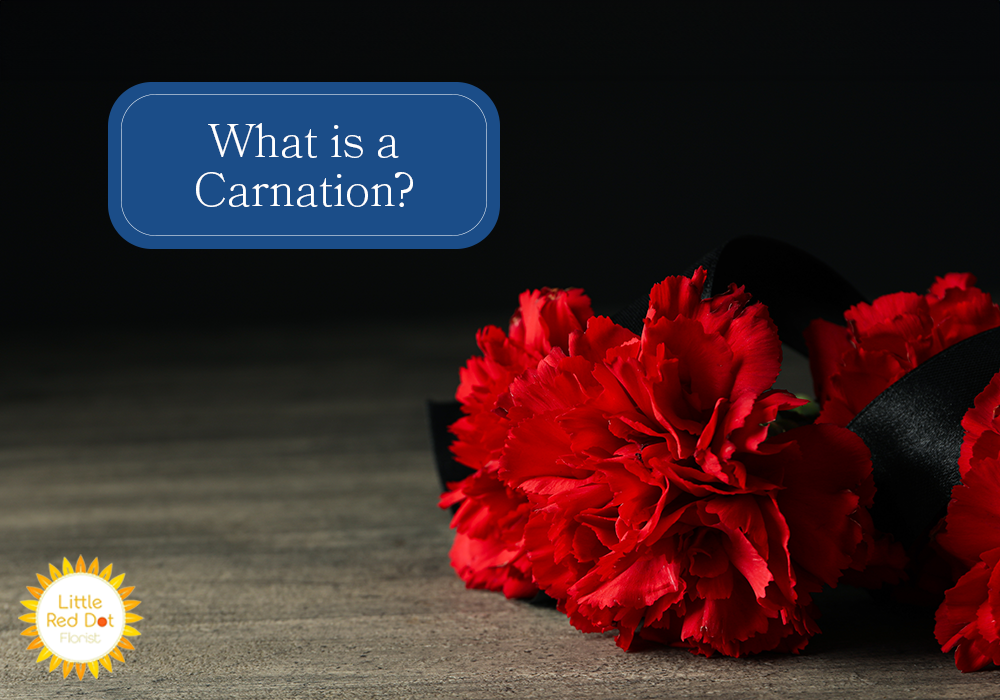 Carnation: Types, How to Grow and How to Take Care of Carnations ...