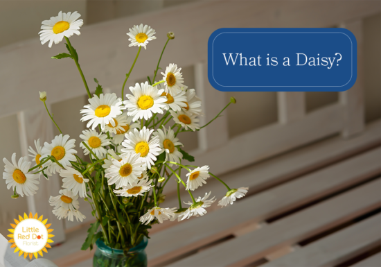Daisy: Types, How to Grow and How to Take Care of Daisies - Little Red ...