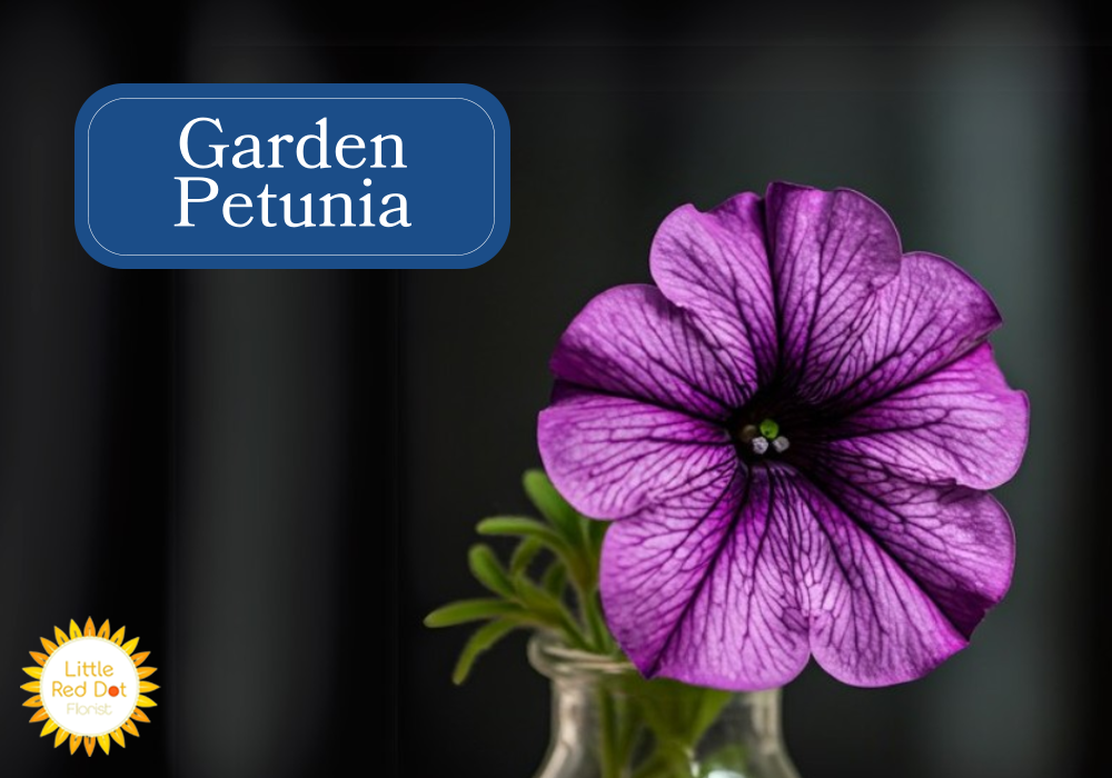 Petunia: Types, How to Grow, and How to Take Care of Petunias - Little ...