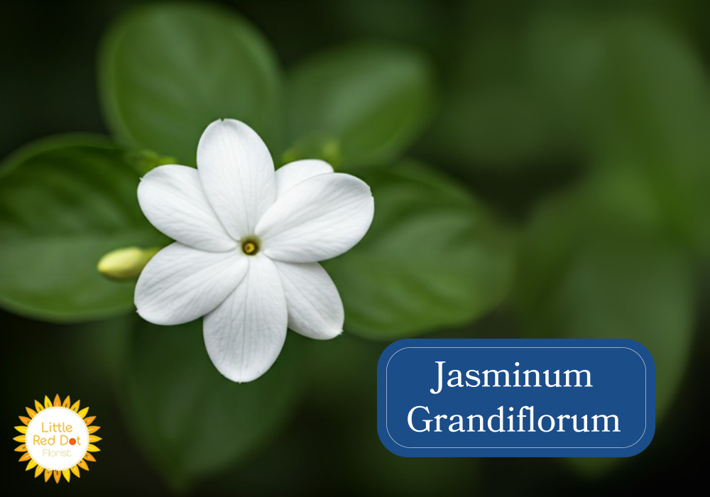 Jasmine: Types, How to Grow, and How to Take Care of Jasmine - Little ...