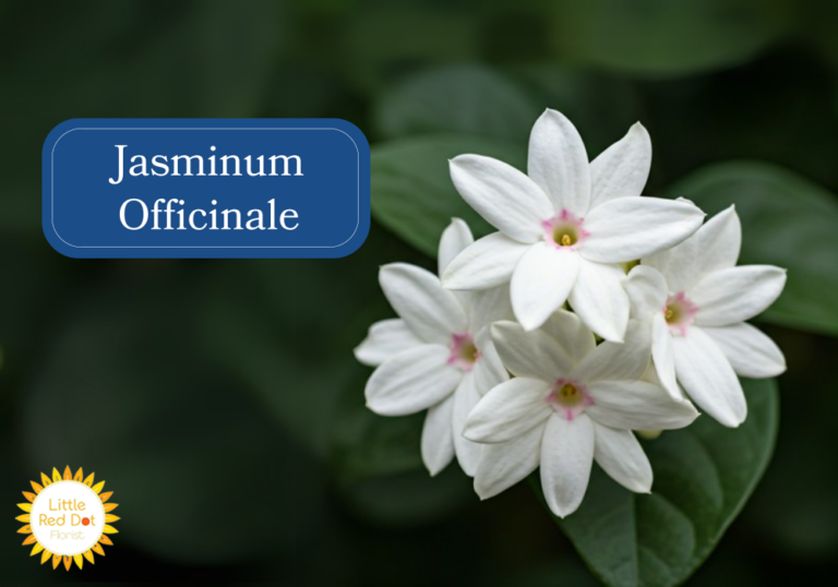 Jasmine: Types, How to Grow, and How to Take Care of Jasmine - Little ...