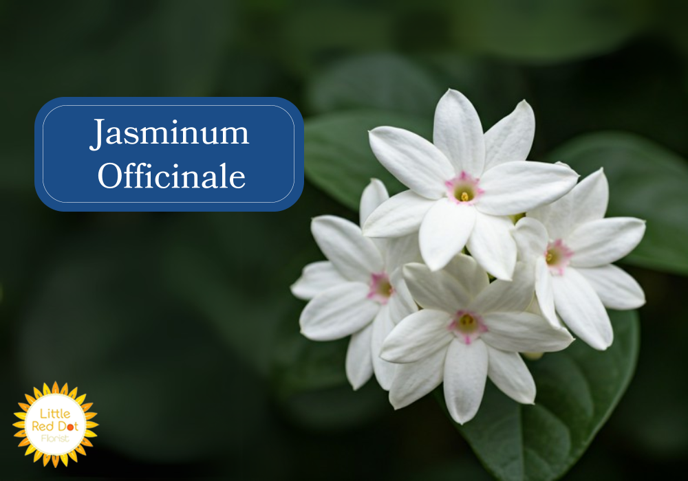 Jasmine: Types, How to Grow, and How to Take Care of Jasmine - Little ...