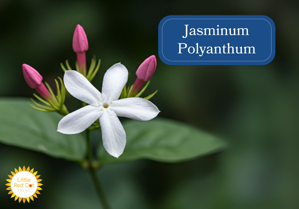Jasmine: Types, How to Grow, and How to Take Care of Jasmine - Little ...