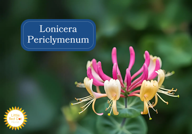 Honeysuckle: Types, How to Grow, and How to Take Care of Honeysuckle ...