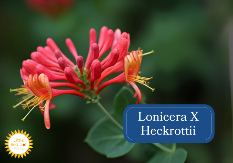 Honeysuckle: Types, How to Grow, and How to Take Care of Honeysuckle ...