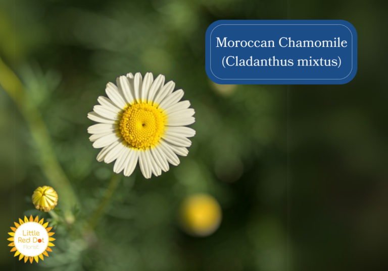 Chamomile: Types, How to Grow, and How to Take Care of Chamomile ...