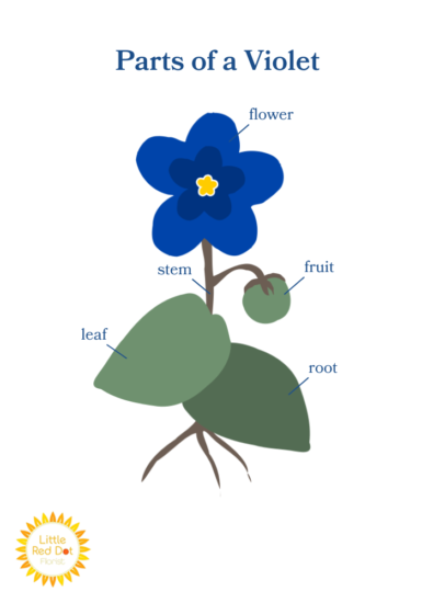 Violet: Types, How to Grow, and How to Take Care of Violets - Little ...