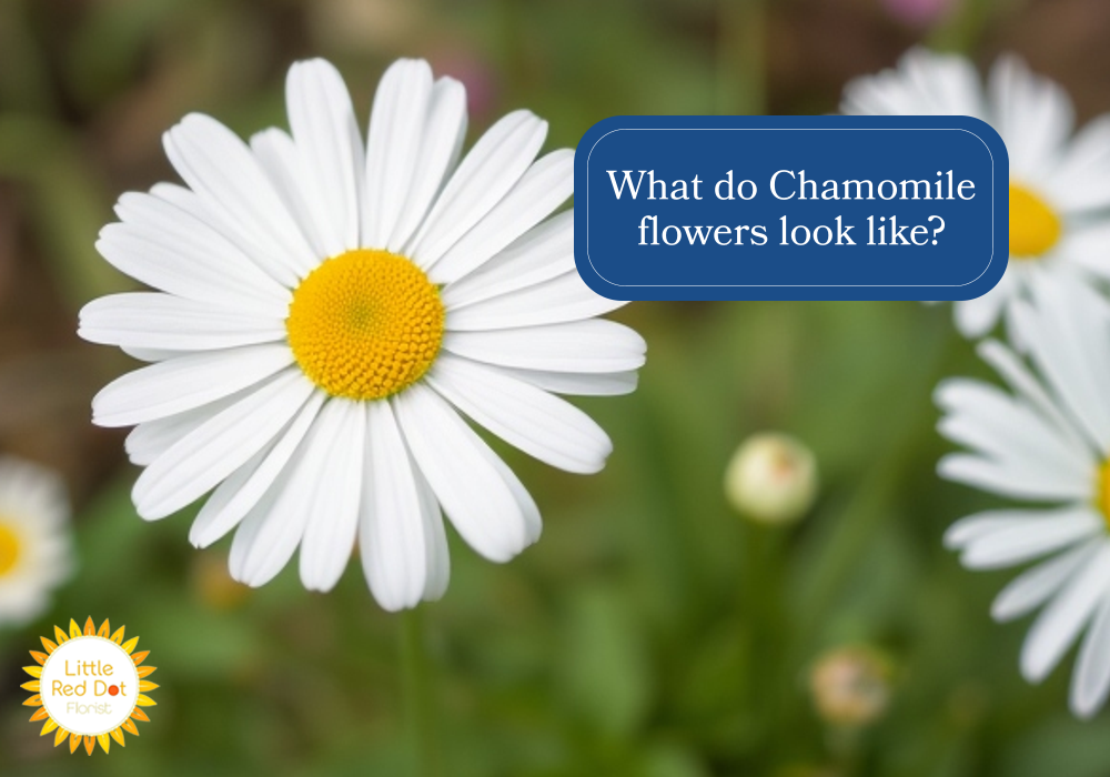 Chamomile: Types, How to Grow, and How to Take Care of Chamomile ...