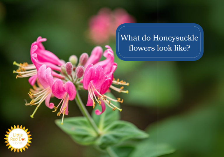 Honeysuckle: Types, How to Grow, and How to Take Care of Honeysuckle ...