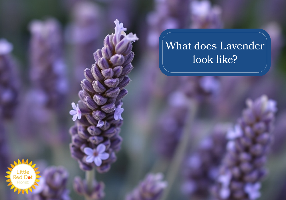 Lavender: Types, How to Grow, and How to Take Care of Lavenders ...