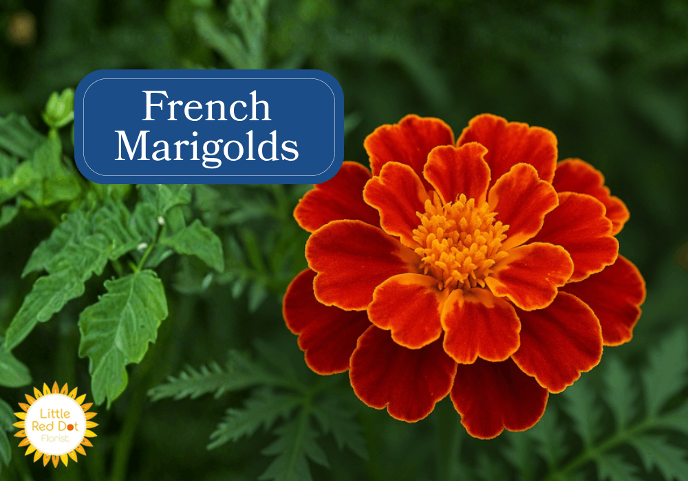 Marigold: Types, How to Grow, and How to Take Care of Marigolds ...