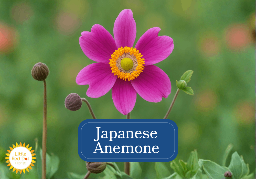 Anemone: Types, How to Grow, and How to Take Care of Anemones - Little ...
