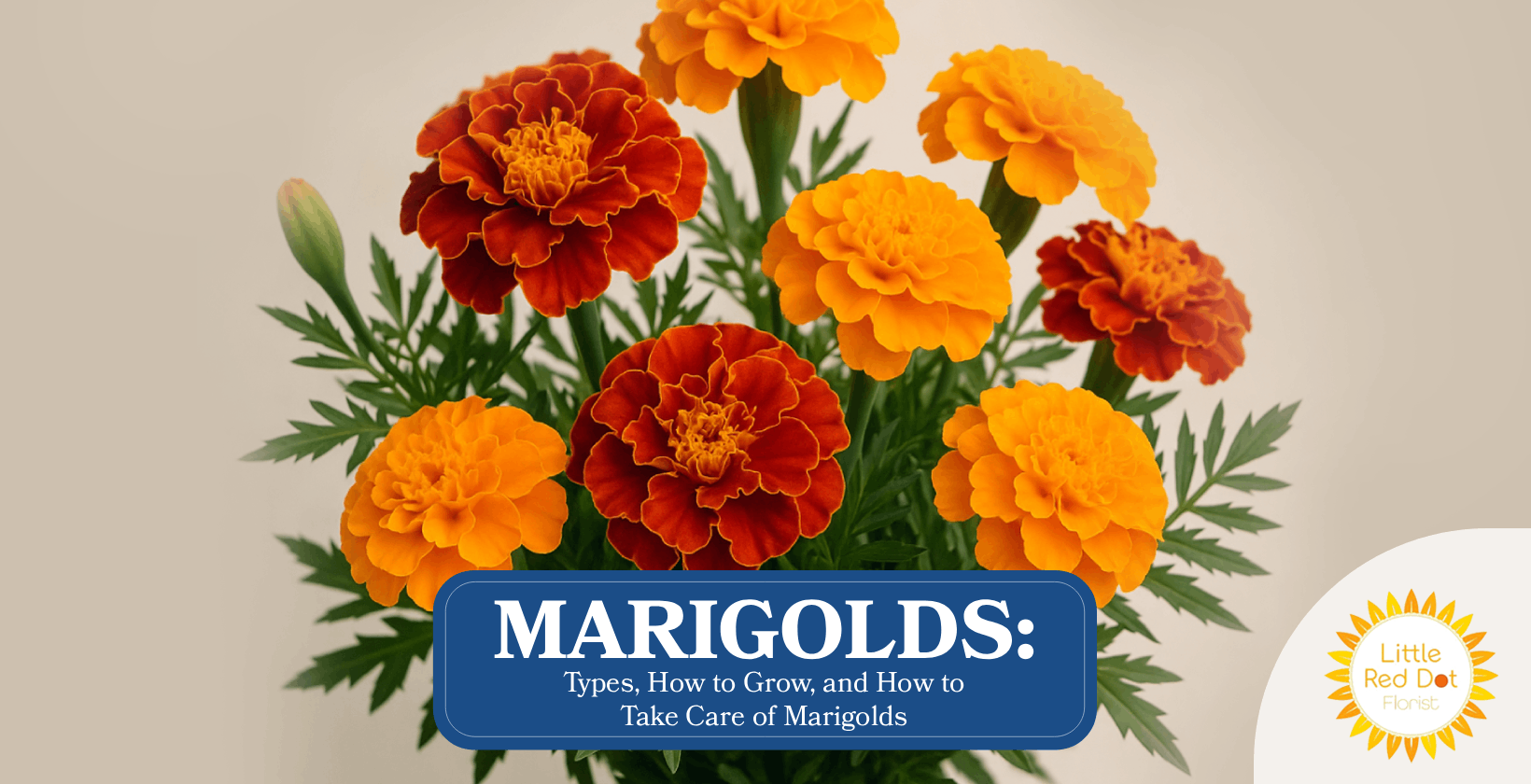 Marigold: Types, How to Grow, and How to Take Care of Marigolds ...