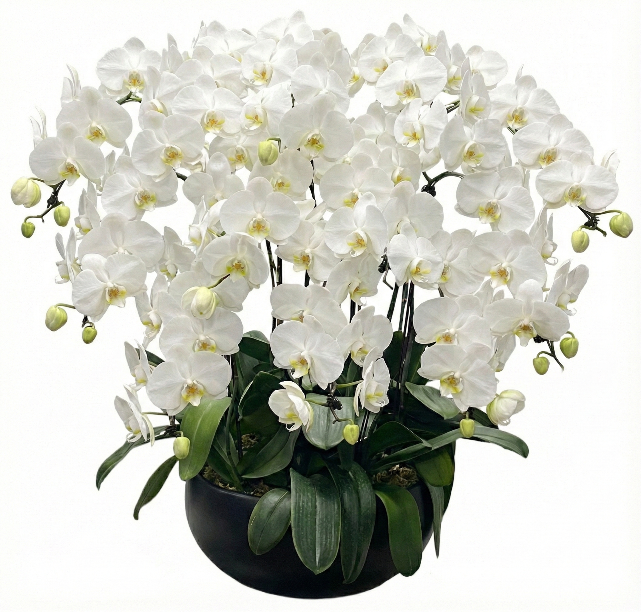 12-in-1 White Orchids (Pure Harmony Orchids) - Little Red Dot Florist