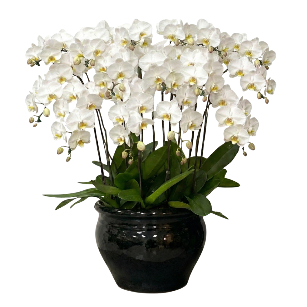 15-in-1 White Orchids (Majestic Pure Harmony Orchids) - Little Red Dot ...