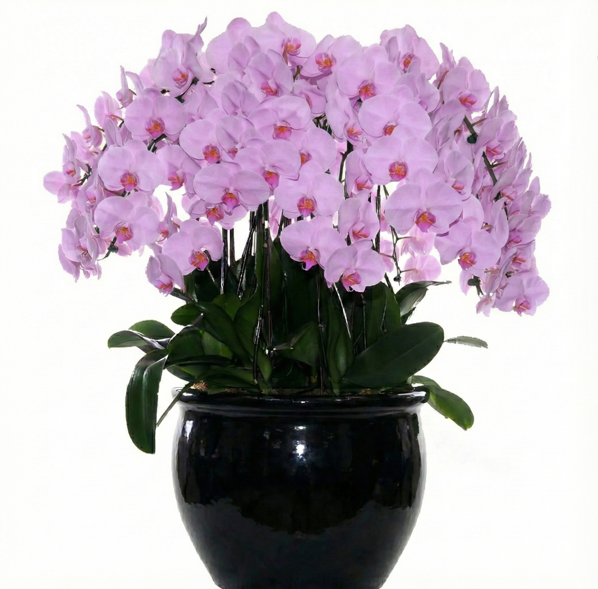 20-in-1 Pink Orchids (Imperial Blush Harmony Orchids) - Little Red Dot ...
